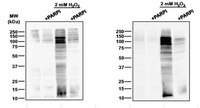 Anti-poly-ADP-ribose binding reagent | MABE1031